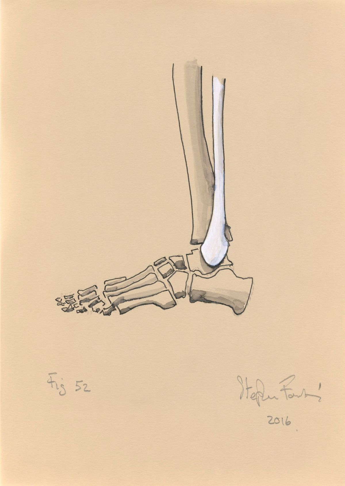 The bones of the lower leg and foot | Works of Art | RA Collection ...