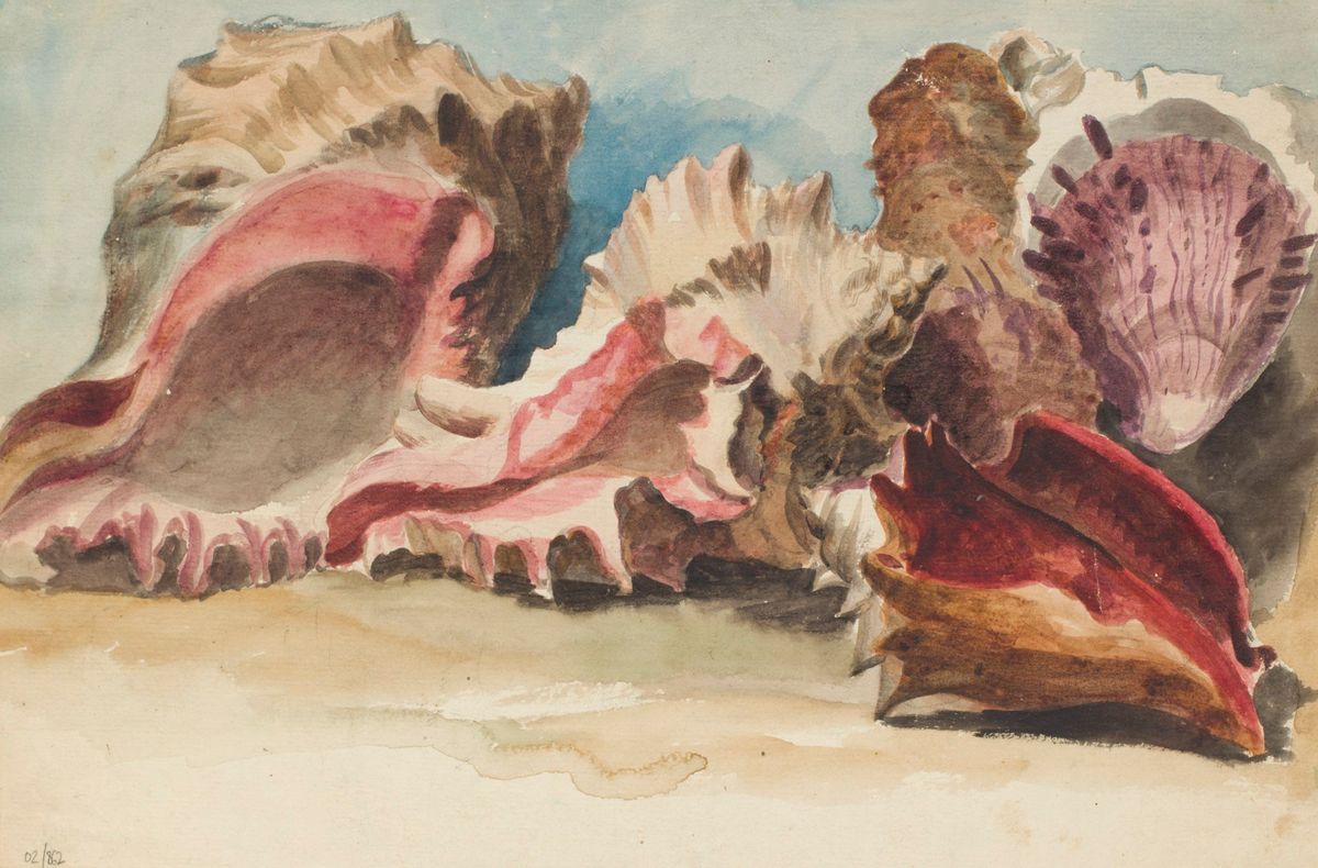 A group of conch shells | Works of Art | RA Collection | Royal Academy ...