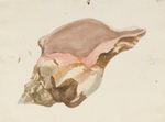 A conch shell | Works of Art | RA Collection | Royal Academy of Arts