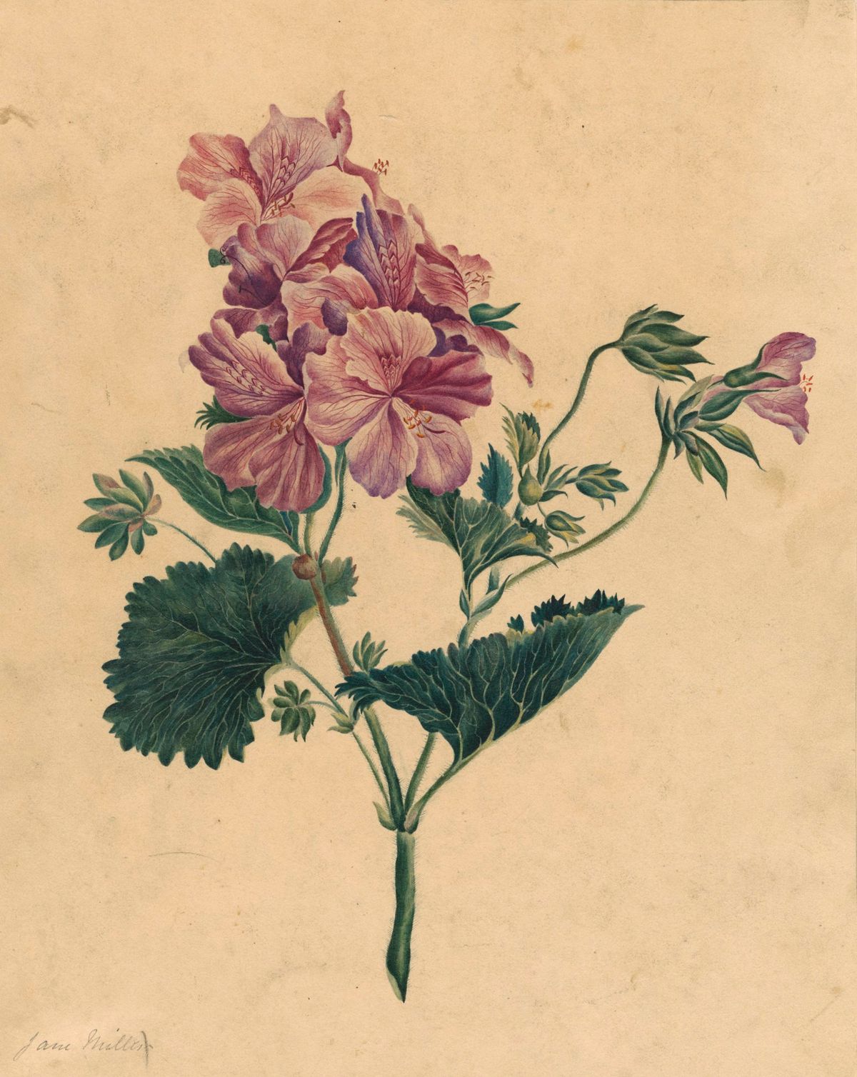 A geranium | Works of Art | RA Collection | Royal Academy of Arts