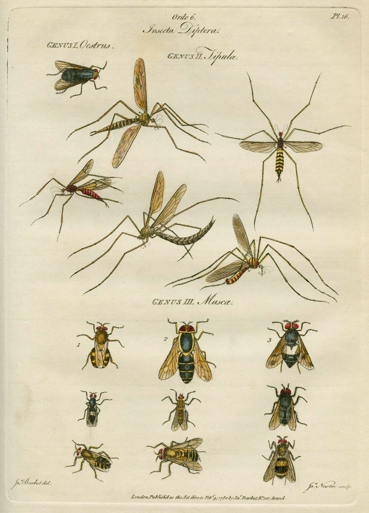 'Insecta Diptera' | Works of Art | RA Collection | Royal Academy of Arts