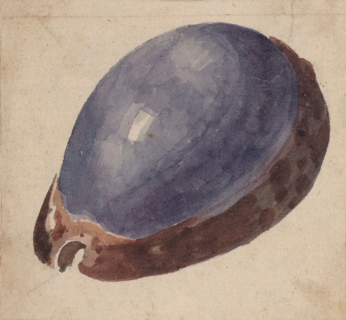 A drawing of the Cypraea lurida shell | Works of Art | RA Collection ...