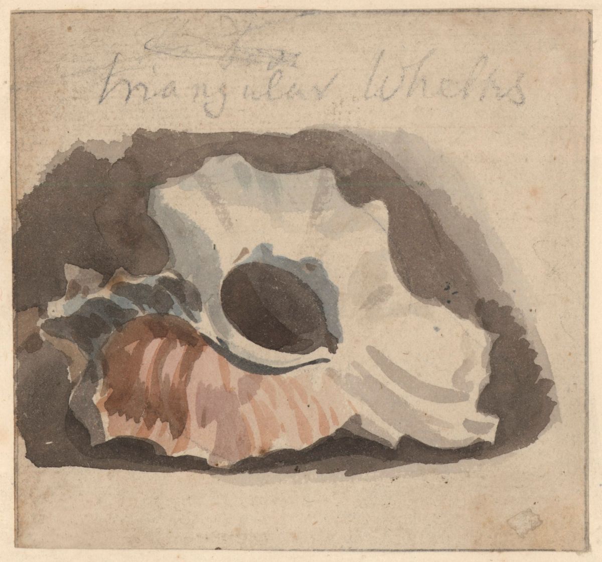 A whelk shell | Works of Art | RA Collection | Royal Academy of Arts