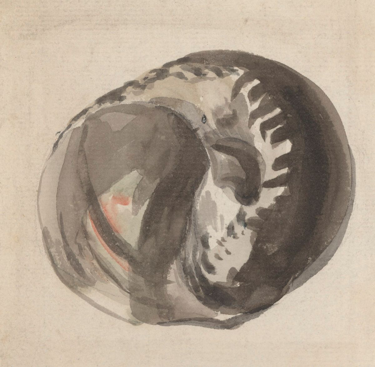 A brown shell | Works of Art | RA Collection | Royal Academy of Arts