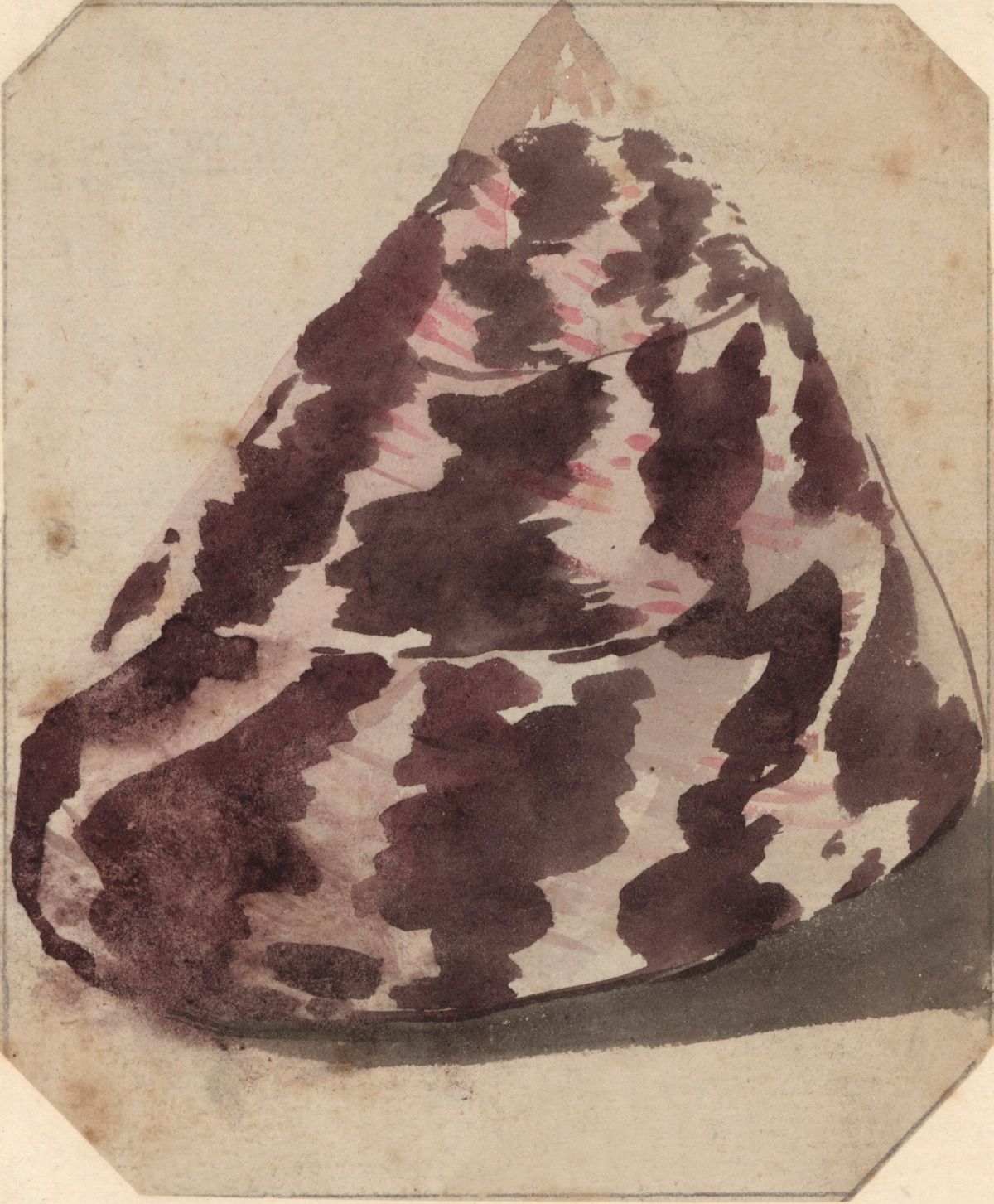 A pink and purple shell | Works of Art | RA Collection | Royal Academy ...