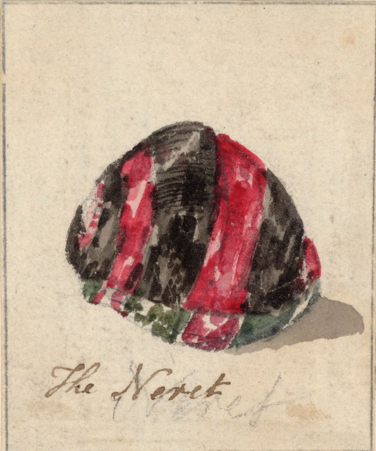 A shell with pink and black stripes | Works of Art | RA Collection ...