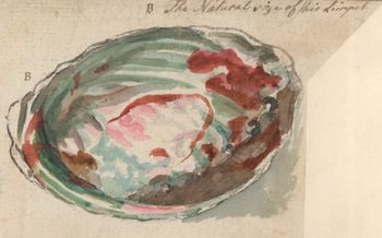 Study of two Tectarius coronatus shells | Works of Art | RA Collection ...