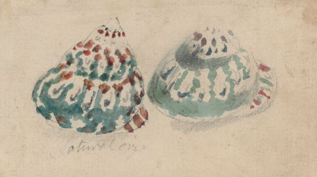 Study of two Tectarius coronatus shells | Works of Art | RA Collection ...