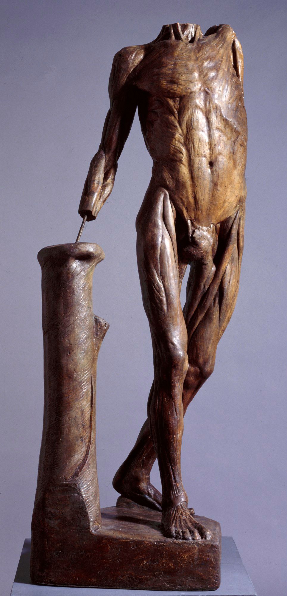 Standing écorché figure | Works of Art | RA Collection | Royal Academy ...